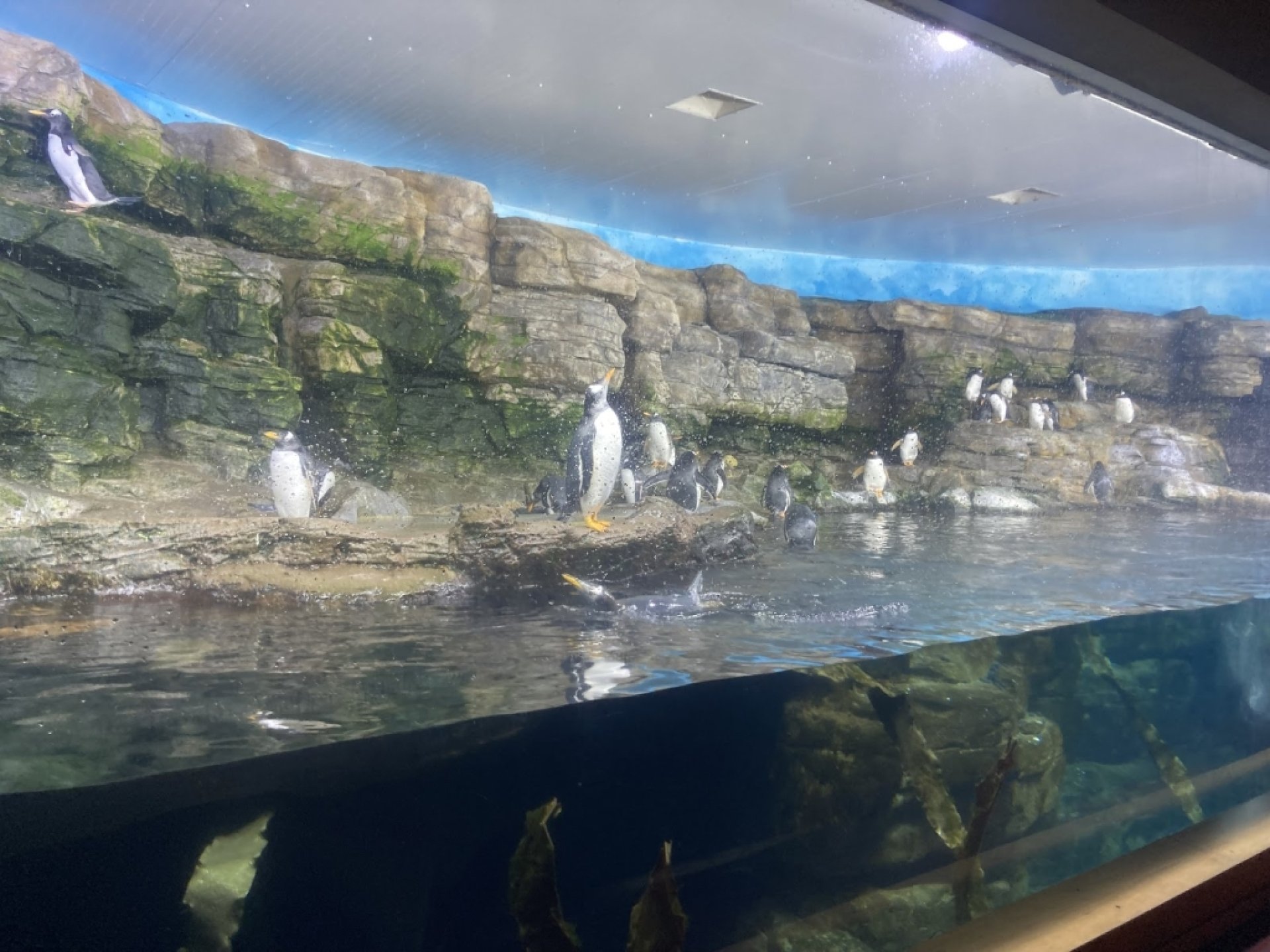 Mediterranean Aquarium, Valencia: Information, Tickets and Reviews